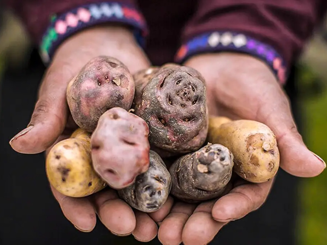 The Potato: The Peruvian Treasure that Transformed the World – Peruanos.nl