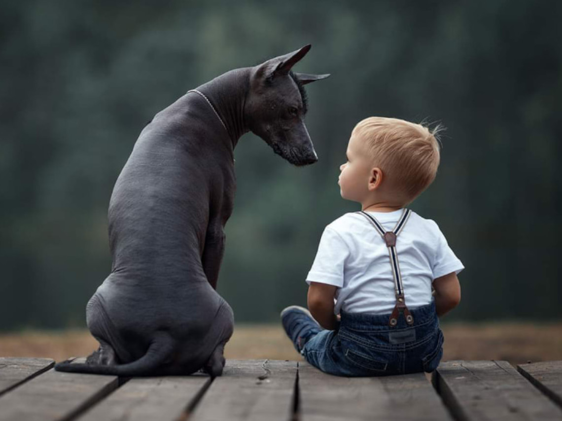 El Fascinante Perro Peruano sin Pelo: Una de las Razas más Exóticas y ...